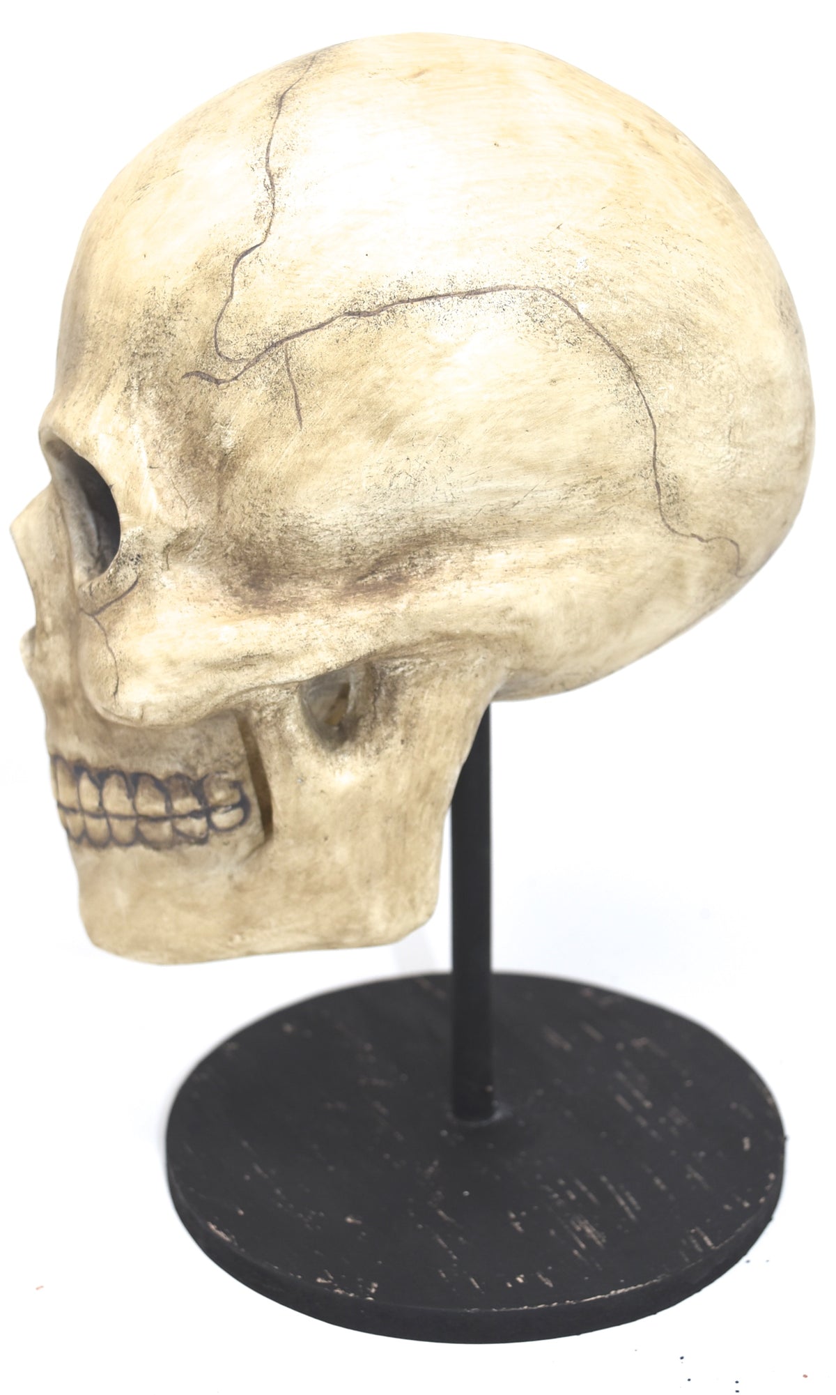 Bethany Lowe Bone Head Skullduggery Skull Skeleton Td0570 Halloween ...